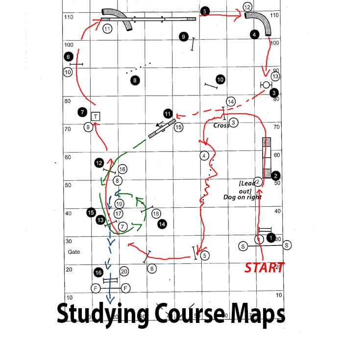 Dog Agility and Dog training Psychology