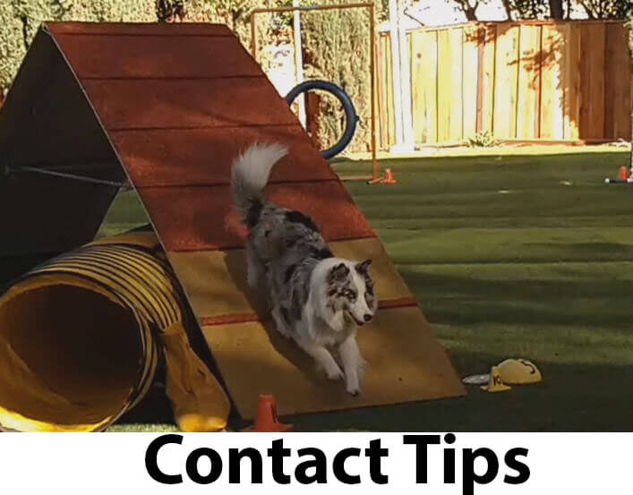 Dog Agility and Dog training Psychology