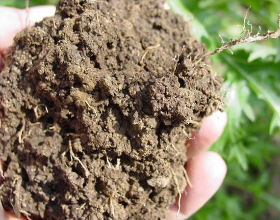 Soil Health Testing | Brookside Laboratories, Inc.