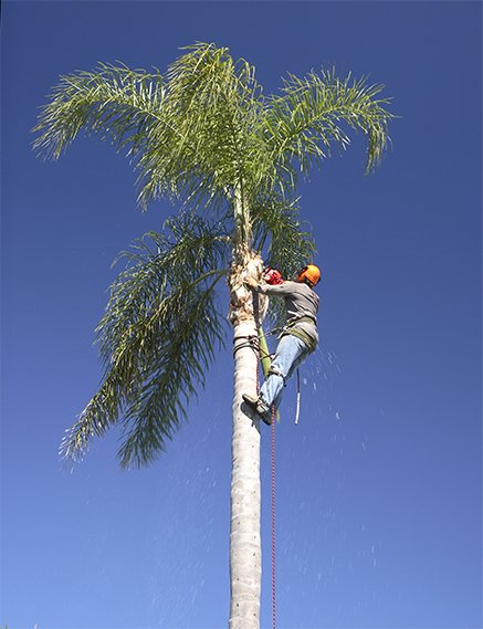 Palms | Tree Lopping Gold Coast