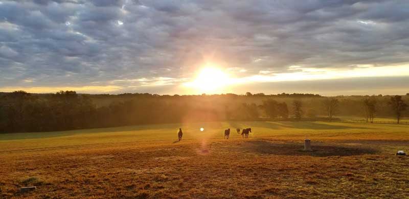 Bluestone Farm Gallery