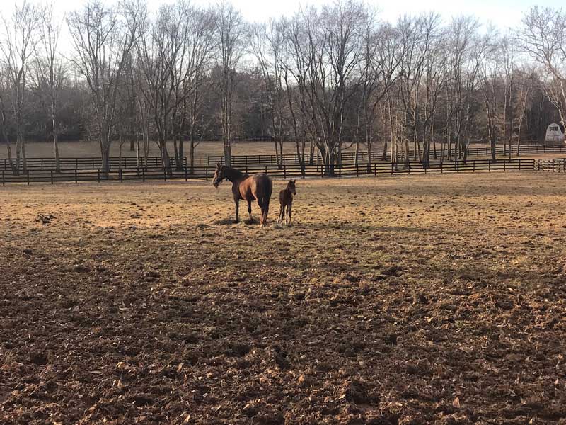 Bluestone Farm Gallery