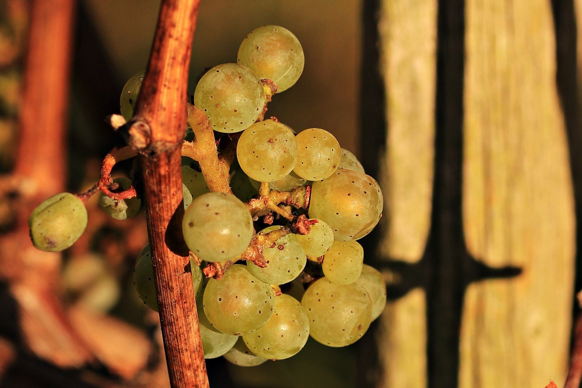 Vino Al Vino | Alberta importer of Organic, Biodynamic & Natural Wines