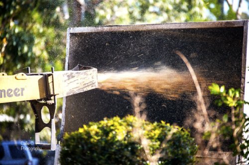 Tree Removal Images | Doonan, Queensland | Noosa Tree Man