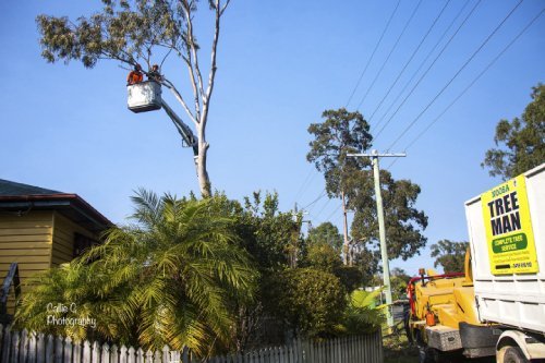 Tree Removal Images | Doonan, Queensland | Noosa Tree Man