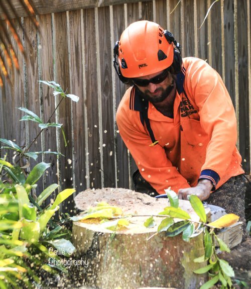 Tree Removal Images | Doonan, Queensland | Noosa Tree Man