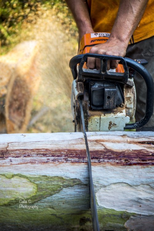 Tree Removal Images | Doonan, Queensland | Noosa Tree Man