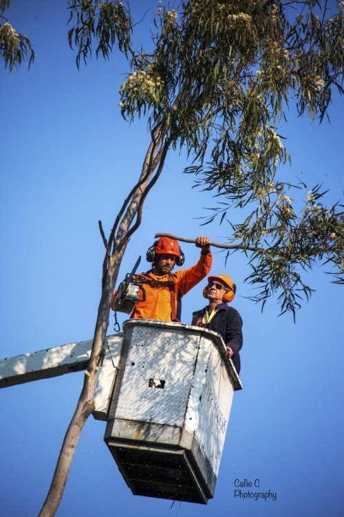 Tree Removal Images | Doonan, Queensland | Noosa Tree Man