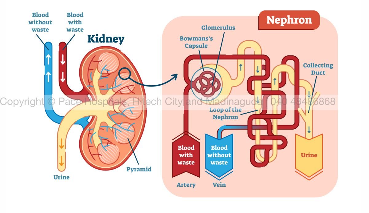 How Diet Impacts Chronic Kidney Disease: Expert Insights