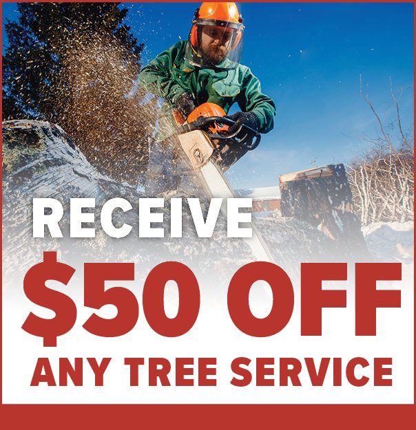 Dawsonville Tree Service | Removal and Pruning | SAM Tree Service