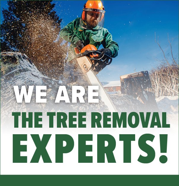 Dawsonville Tree Service | Removal and Pruning | SAM Tree Service