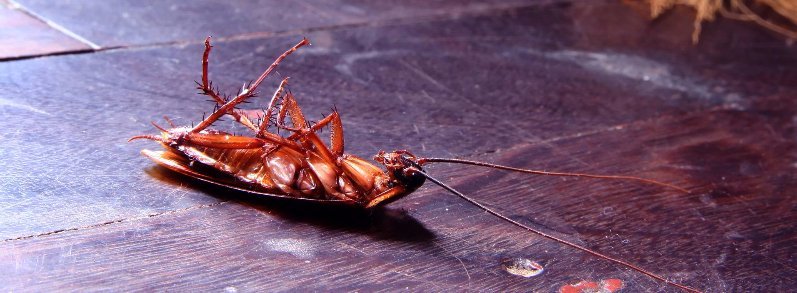 Bates Pest Control - Batehaven, NSW - Home