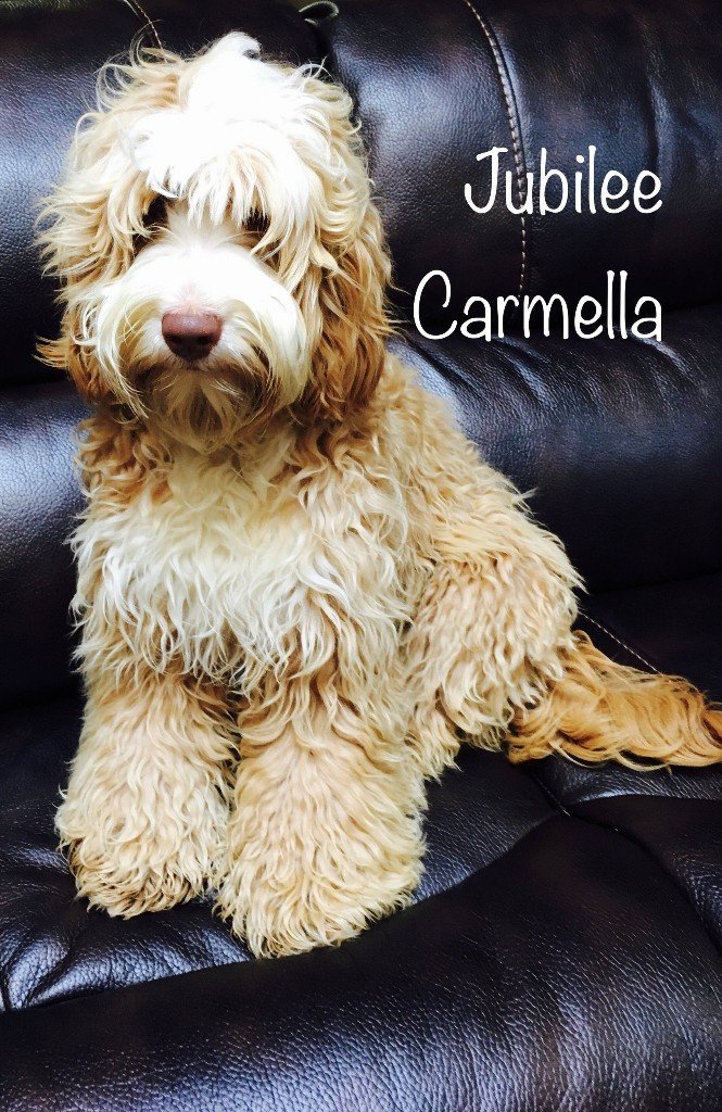 Our Dogs | Granite State Labradoodles