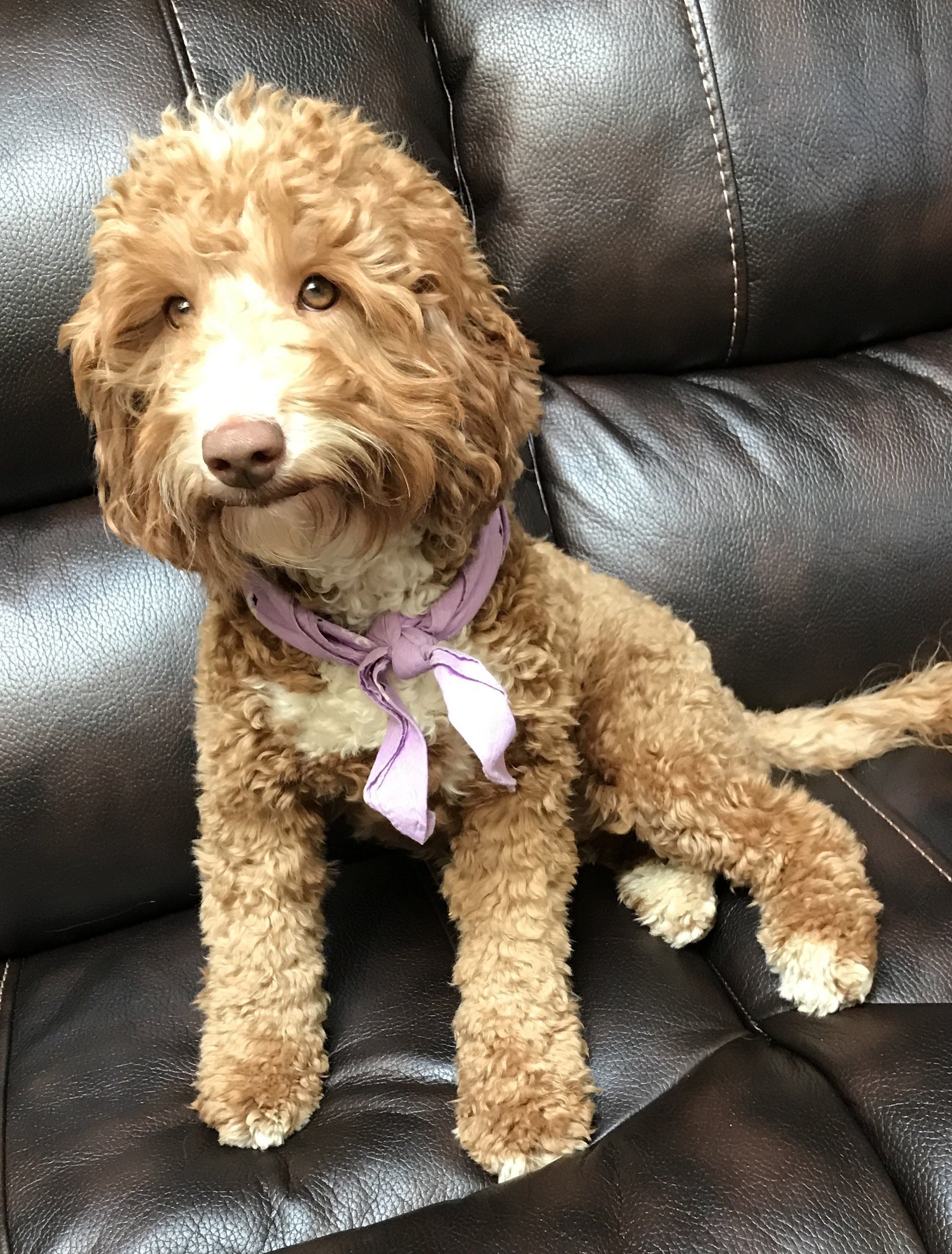 Our Dogs | Granite State Labradoodles