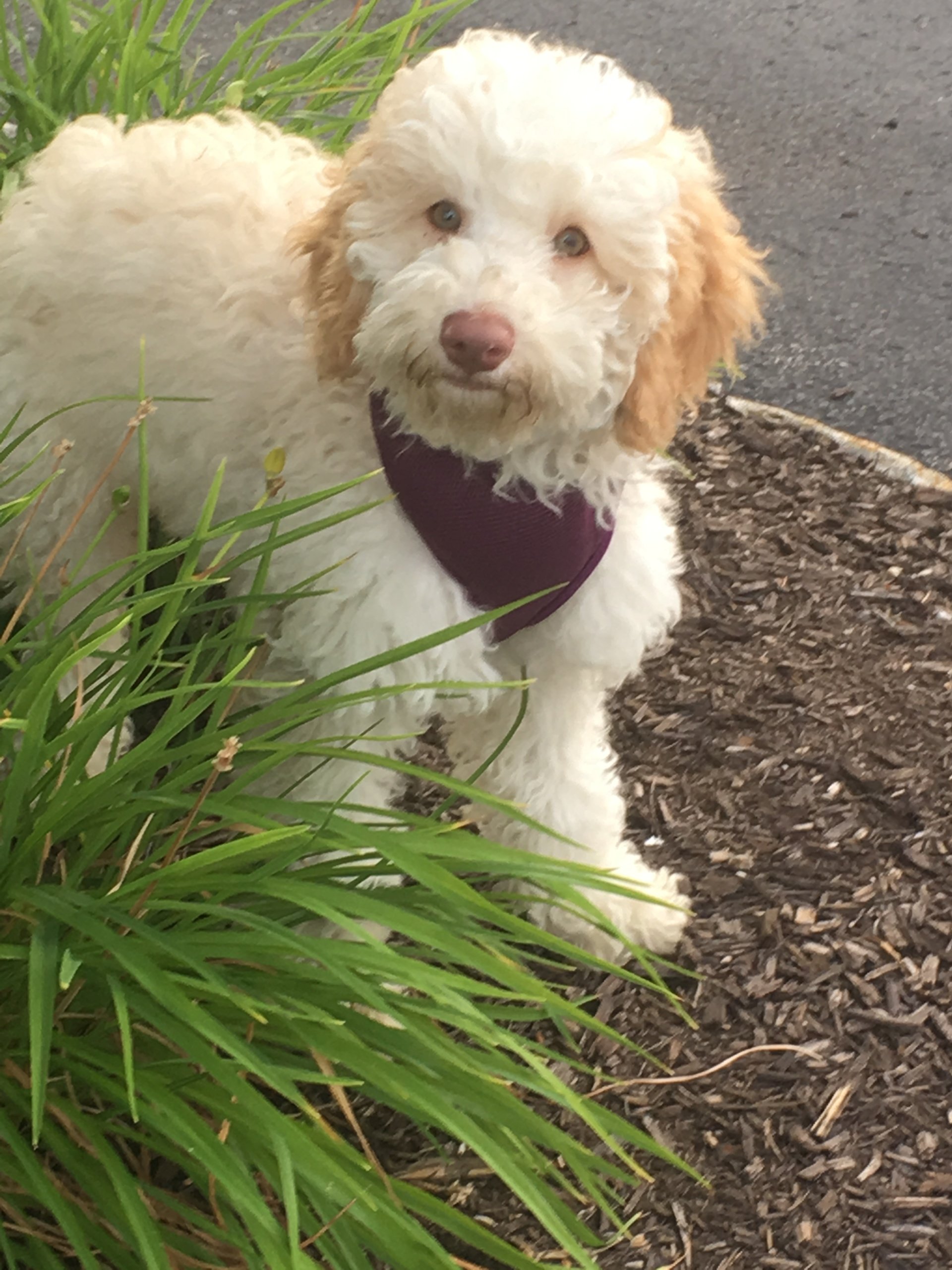 Our Dogs | Granite State Labradoodles