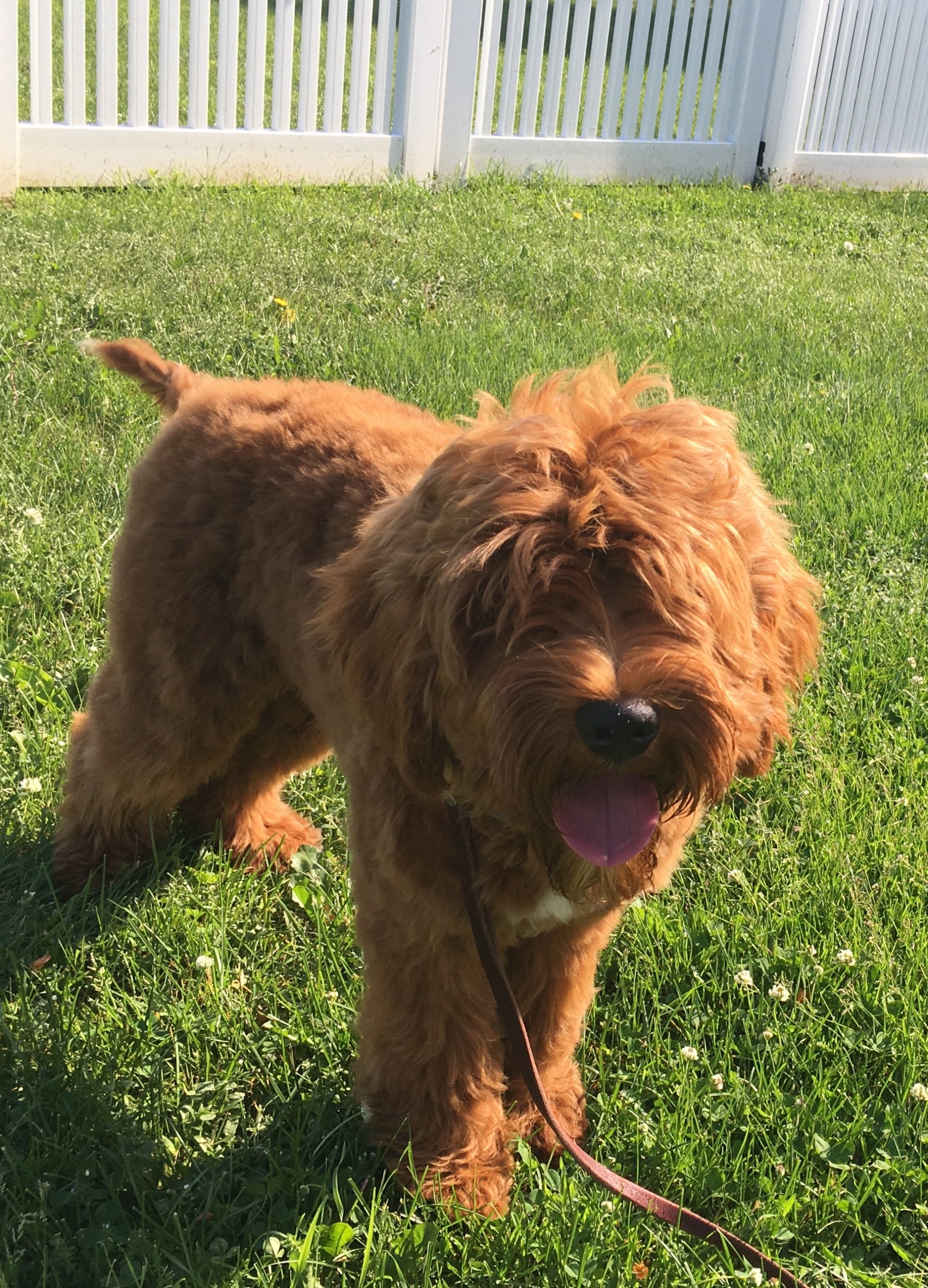 Our Dogs | Granite State Labradoodles