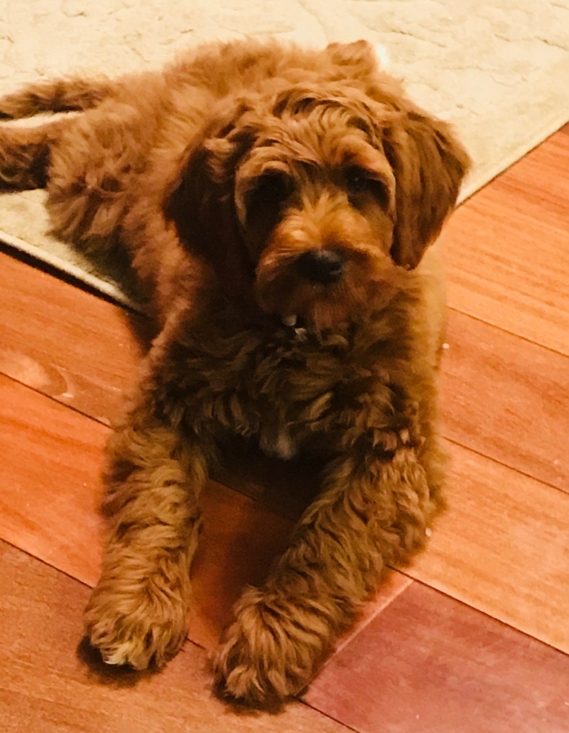 Our Dogs | Granite State Labradoodles