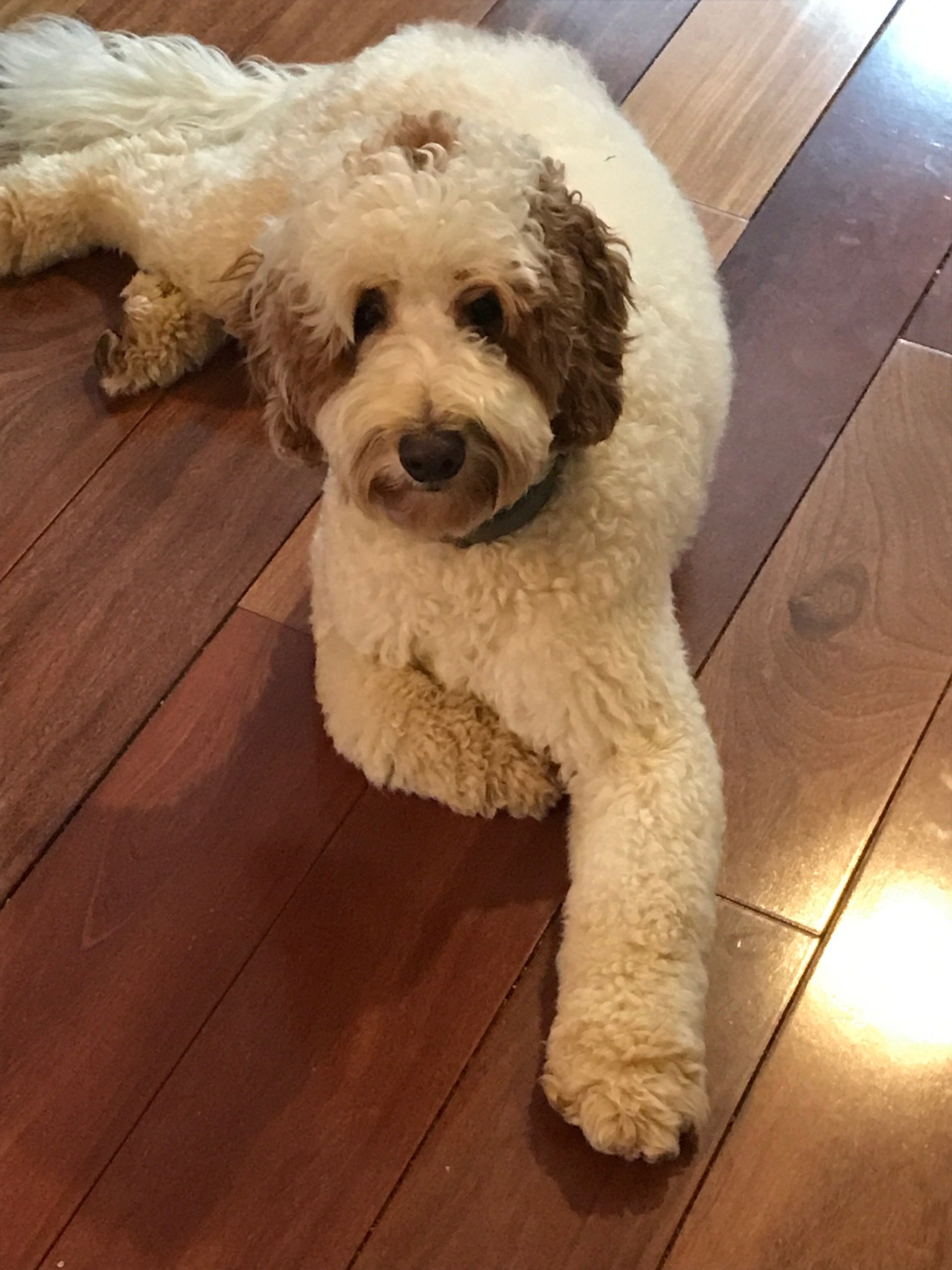 Our Dogs | Granite State Labradoodles