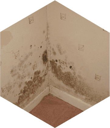 Condensation Damp Solutions | Black Mould Removal | Mould Cleaner