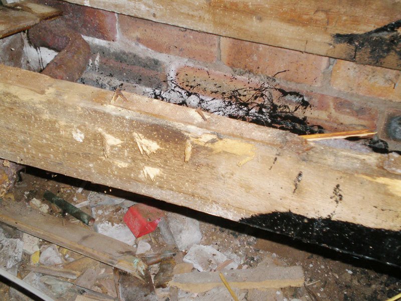 Woodworm | Treating Woodworm | Different Types of Woodworm in Glasgow