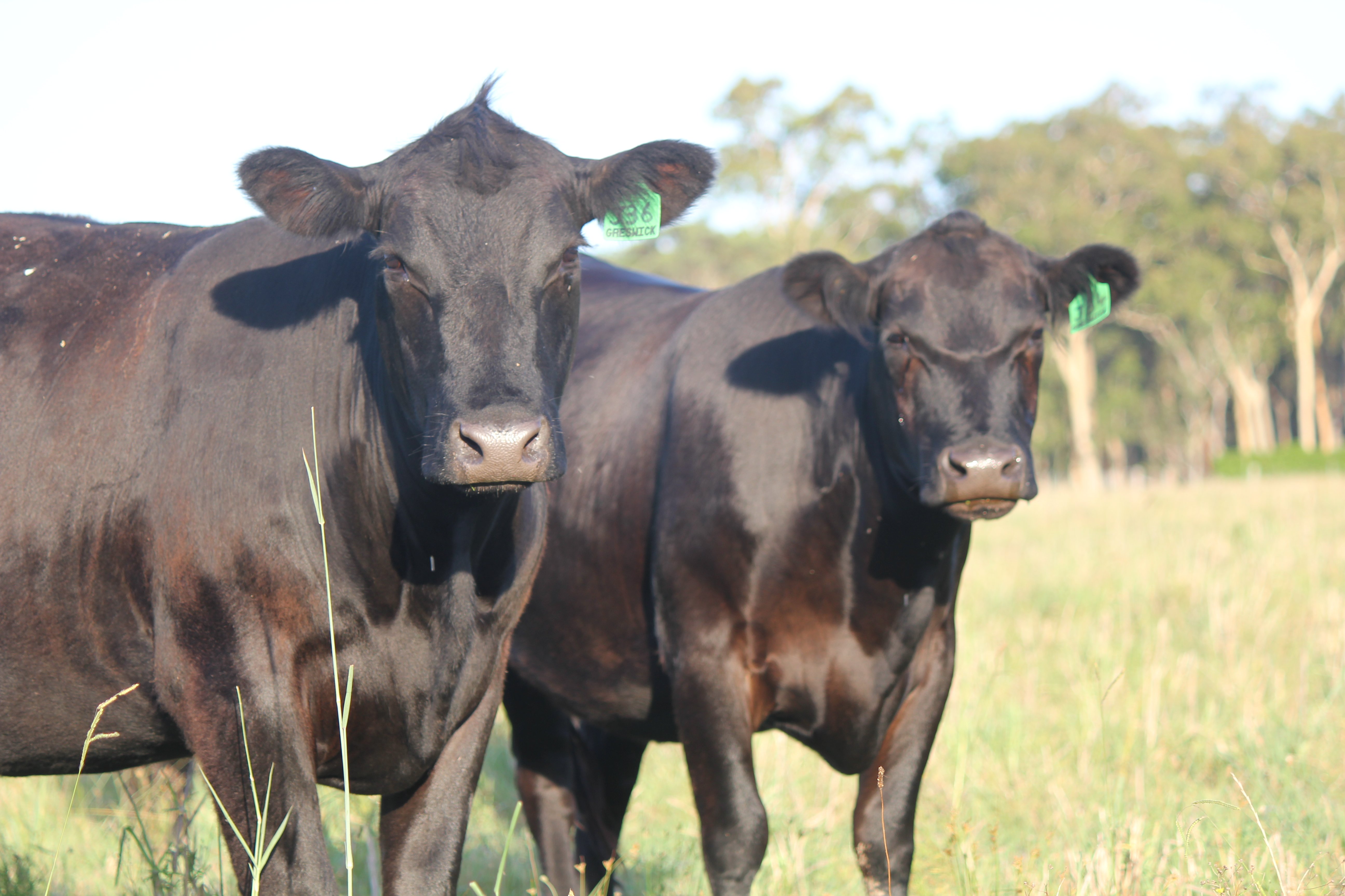 Greswick Angus - East Seaham, NSW - The Greswick Angus Herd