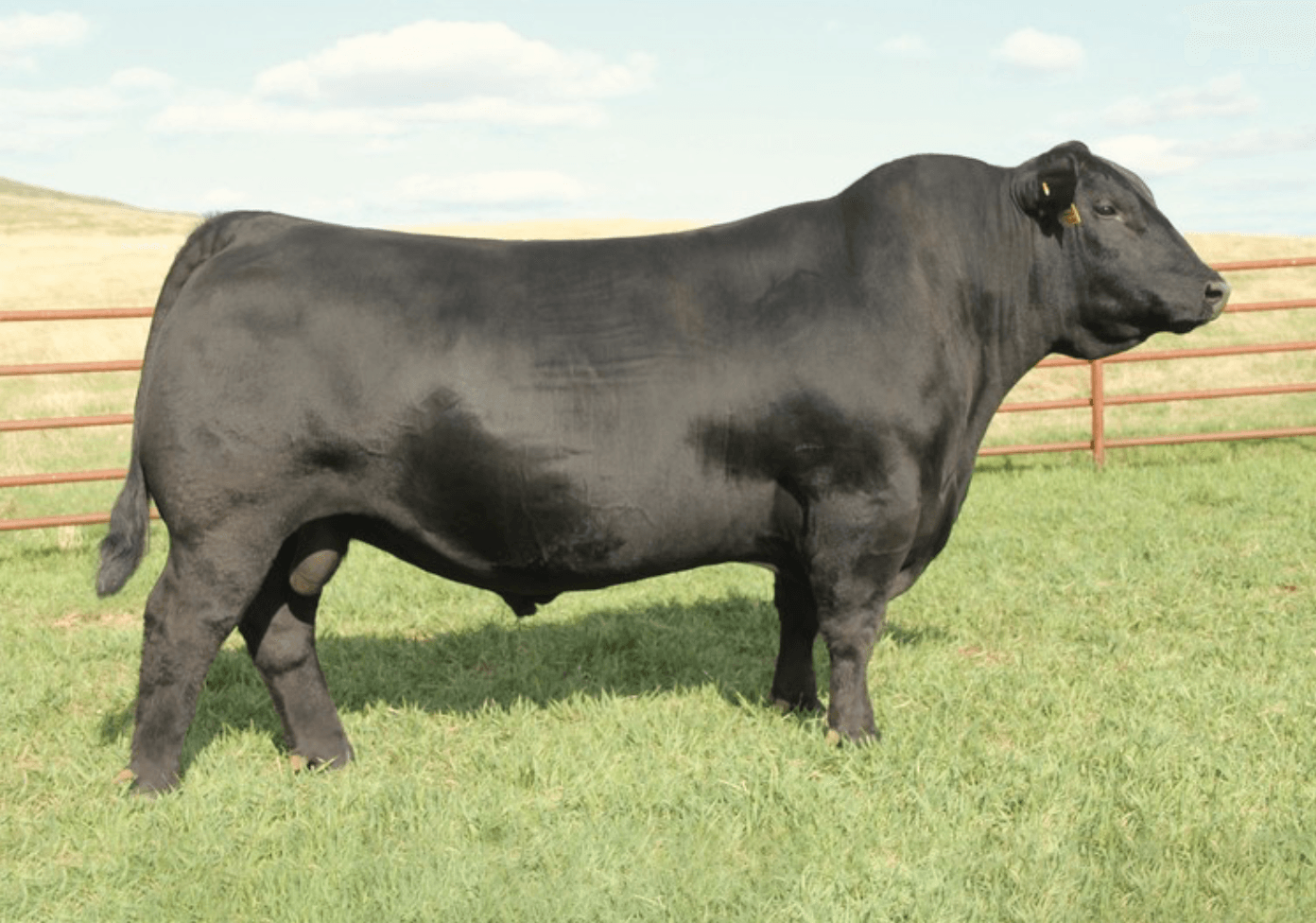 Greswick Angus - East Seaham, NSW - Angus Bulls For Sale