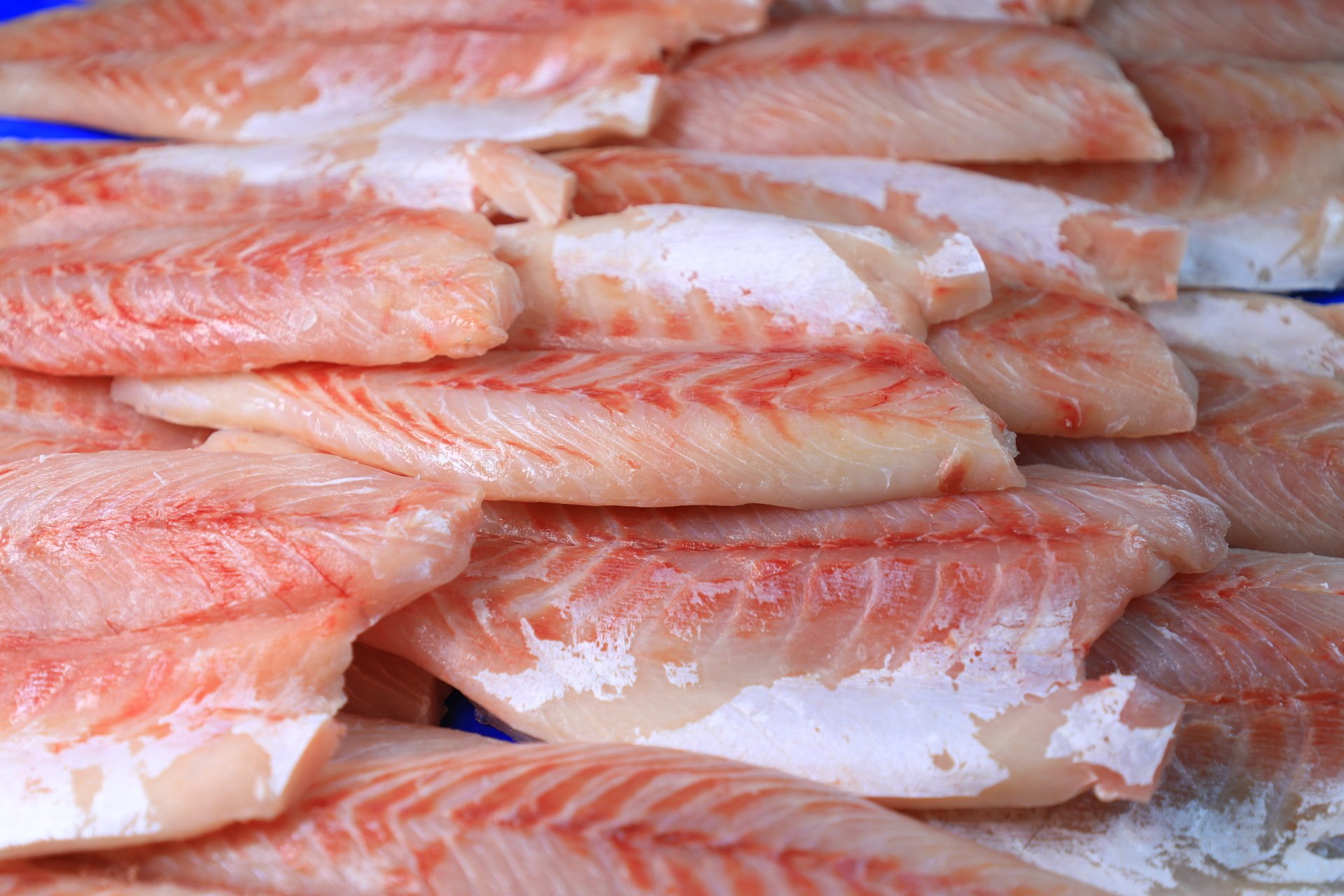 Fish Processor & Exporter | Nile Perch Products