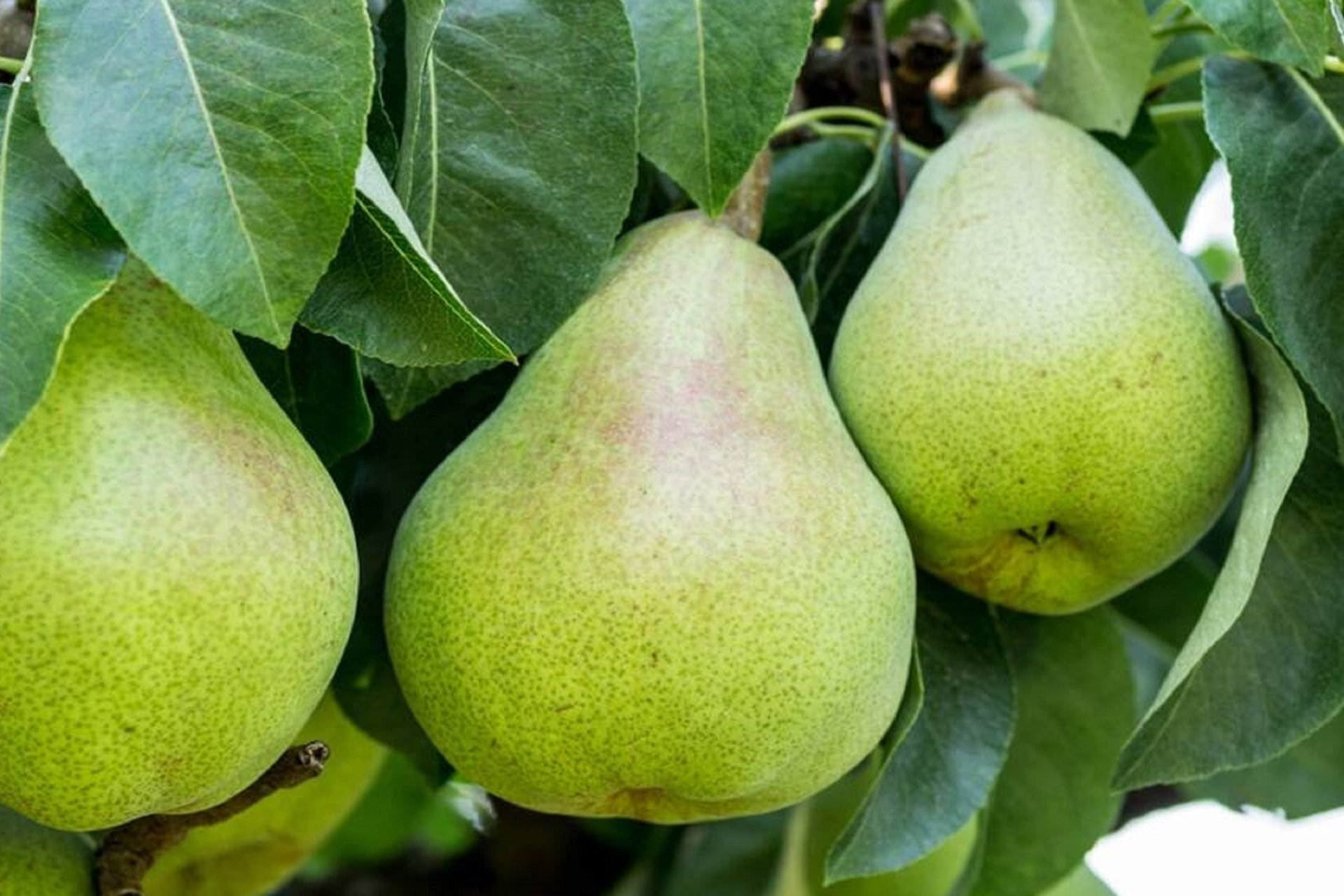 Bartlett Pear