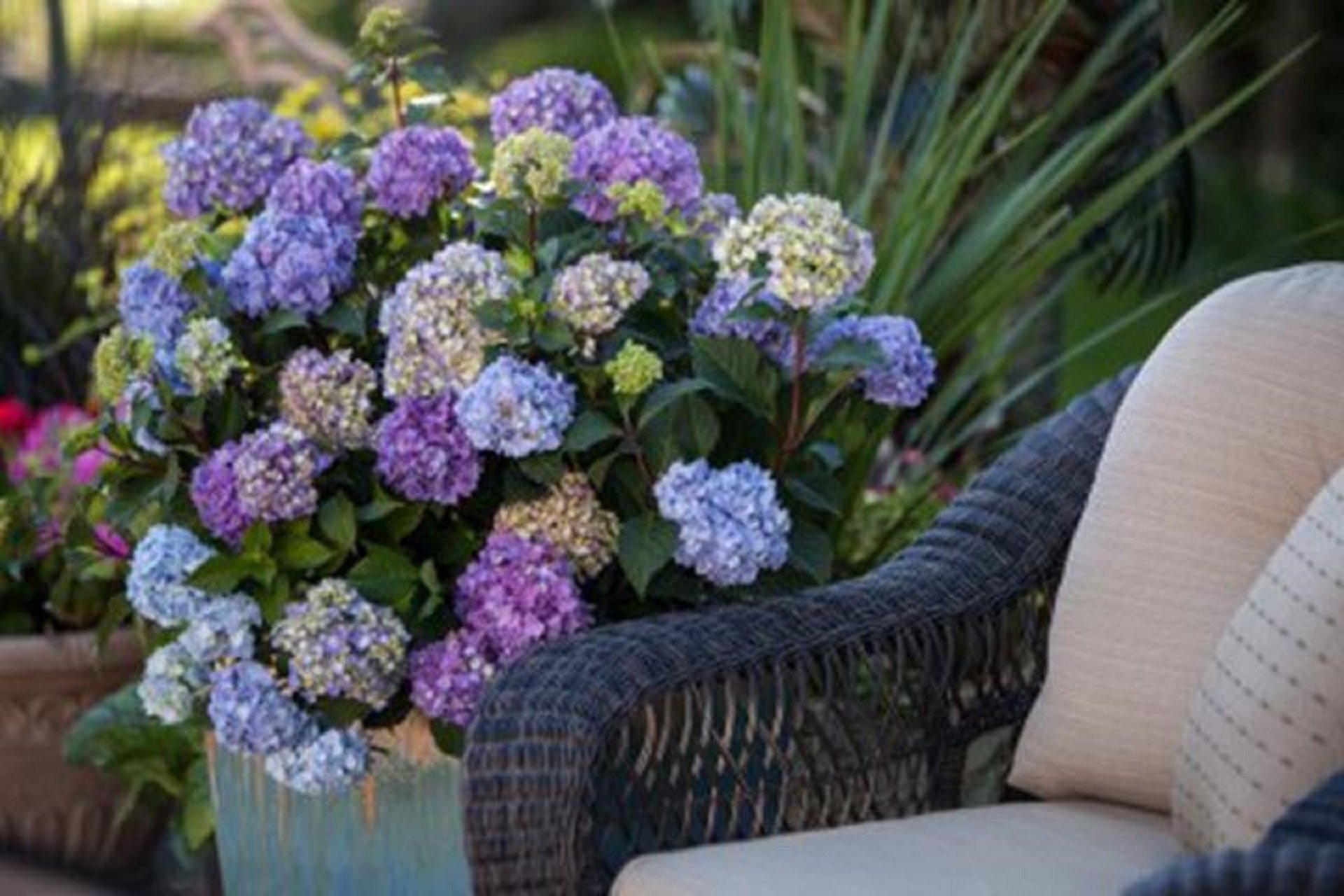 Bloomstruck Hydrangea