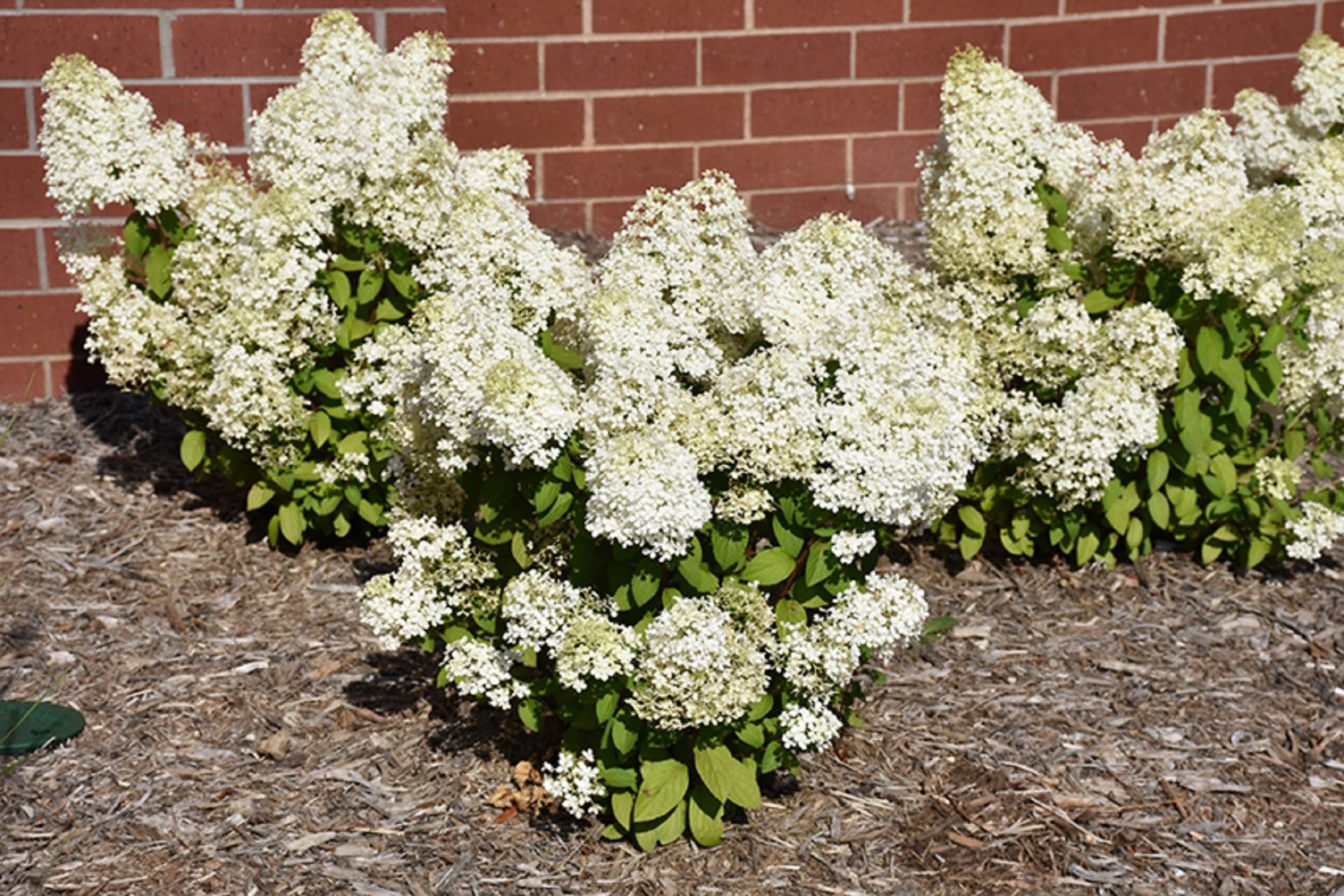 Bobo Hydrangea