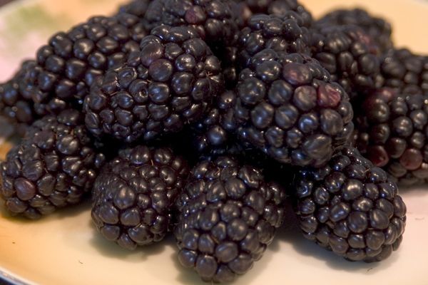 Bristol Black Raspberry