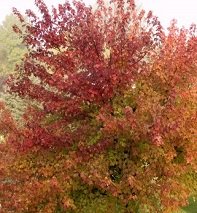 Shade/Ornamental Trees
