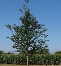 Shade/Ornamental Trees