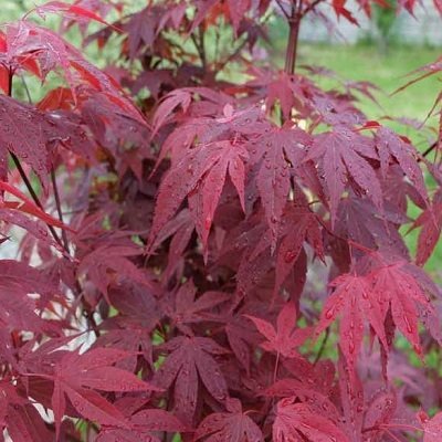 Emperor One Jap Maple