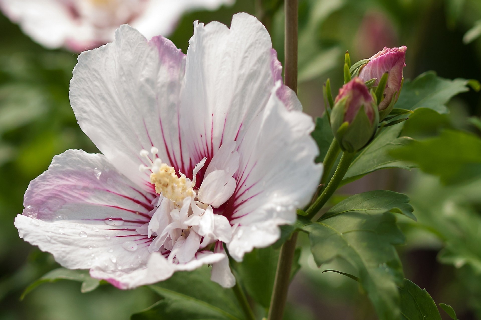 Fiji Hibiscus