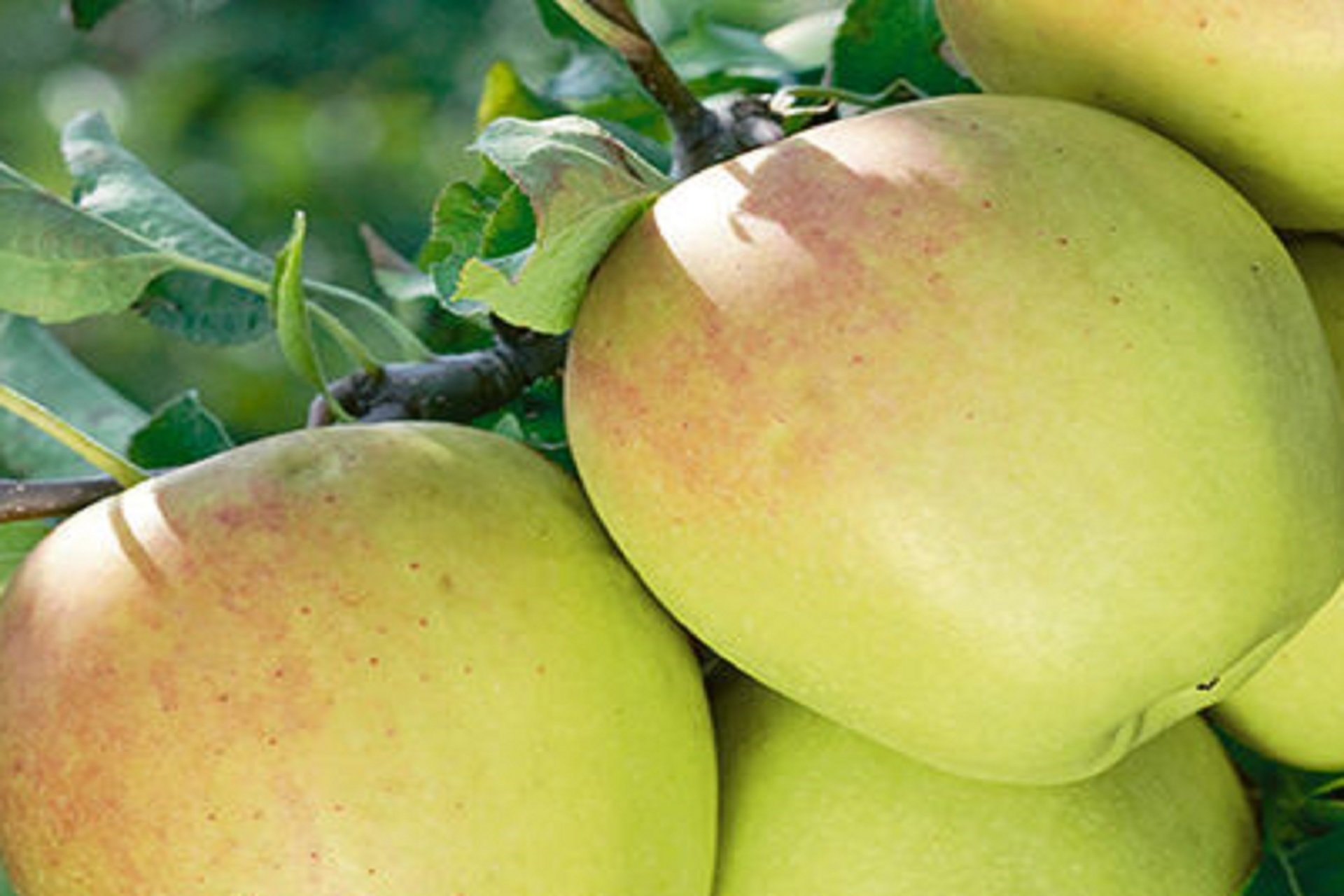 Golden Delicious Apple