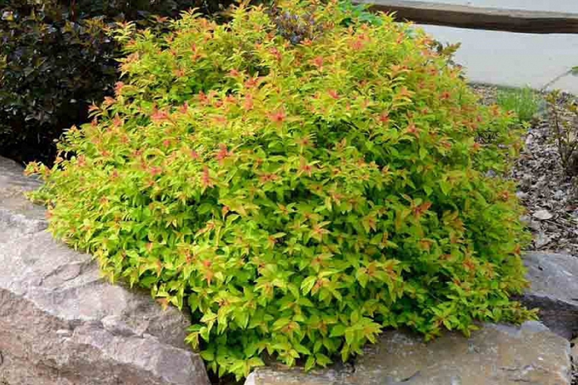 Goldflame Spirea
