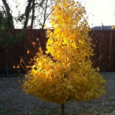 Goldspire Ginkgo