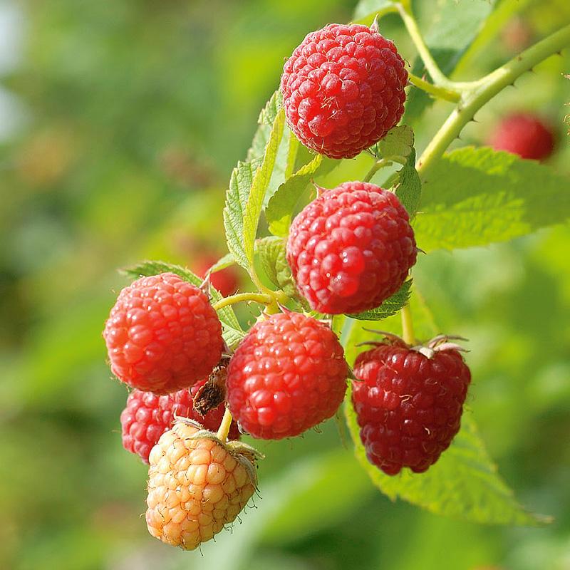 Fruit