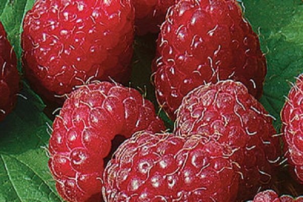 Latham Raspberry