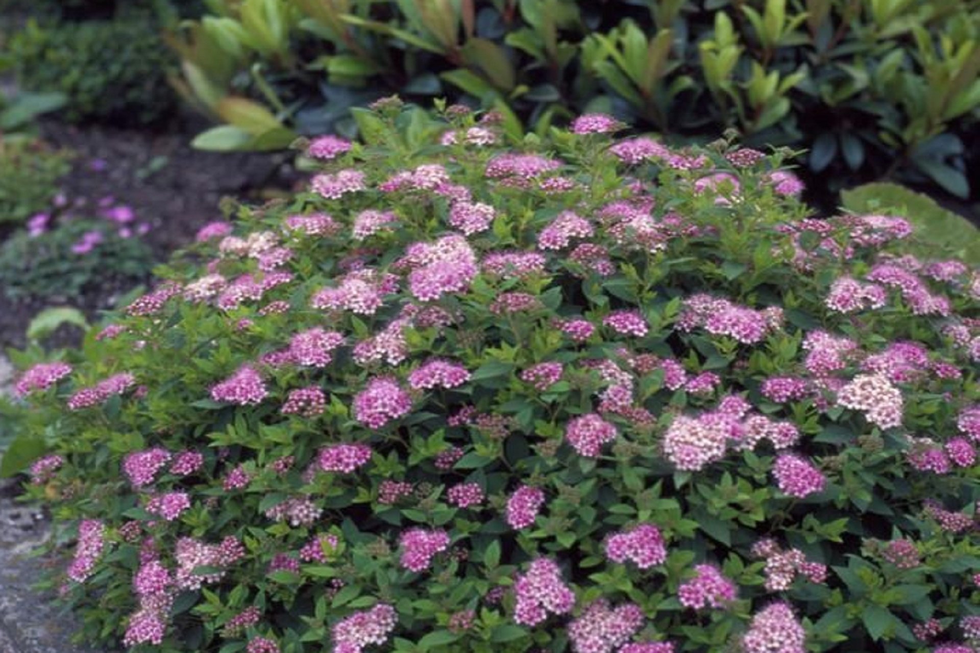 Little Princess Spirea