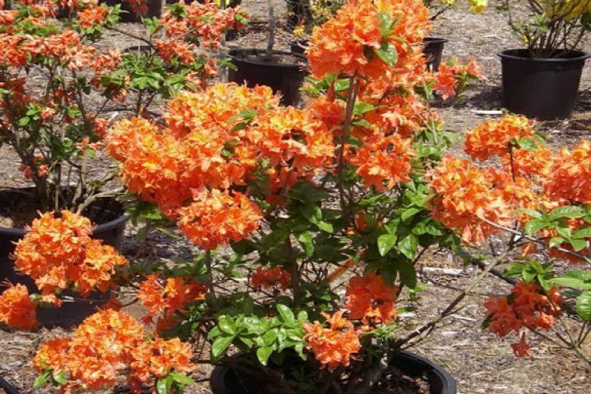 Mandrin Lights Azalea