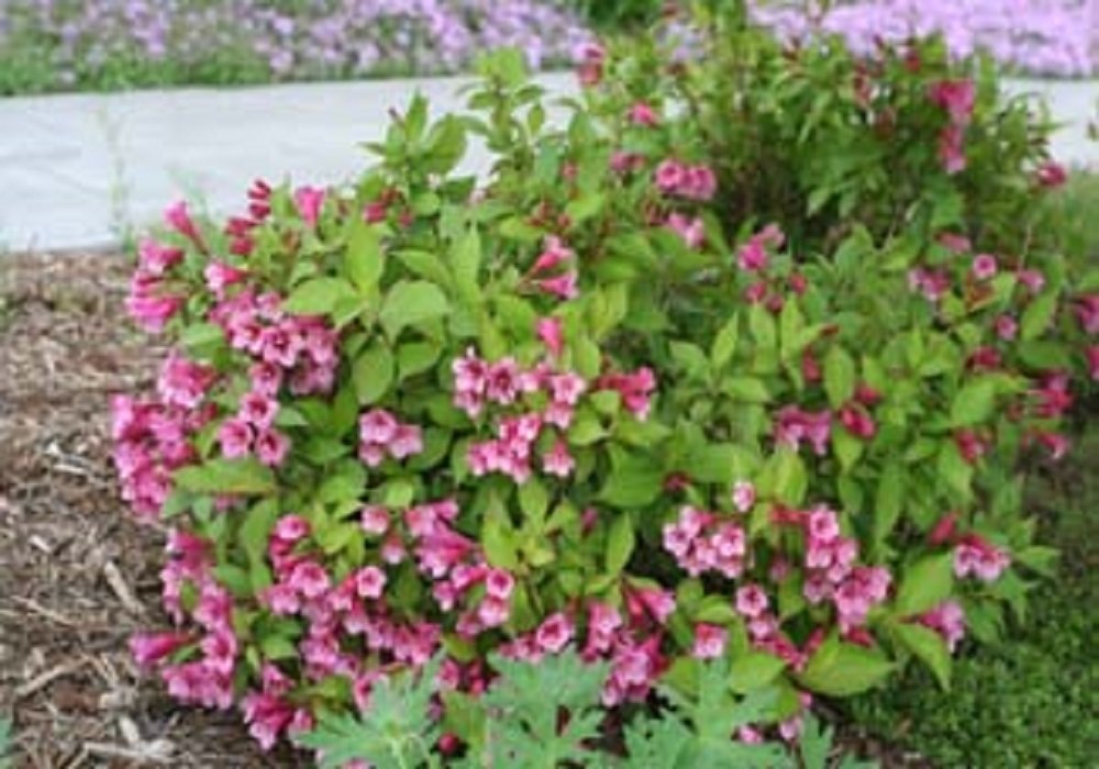 Minuet Weigela