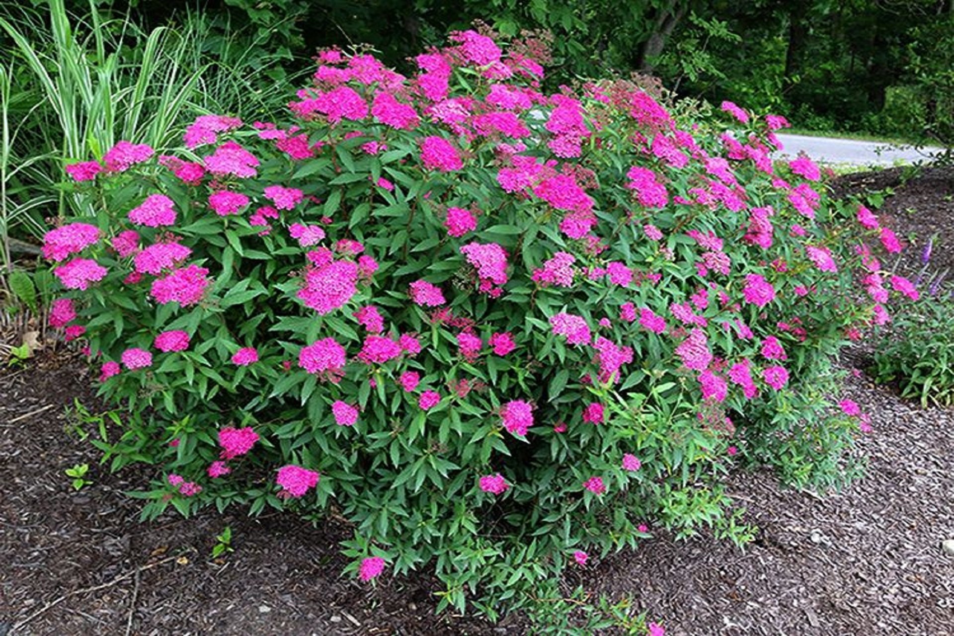 Neon Flash Spirea