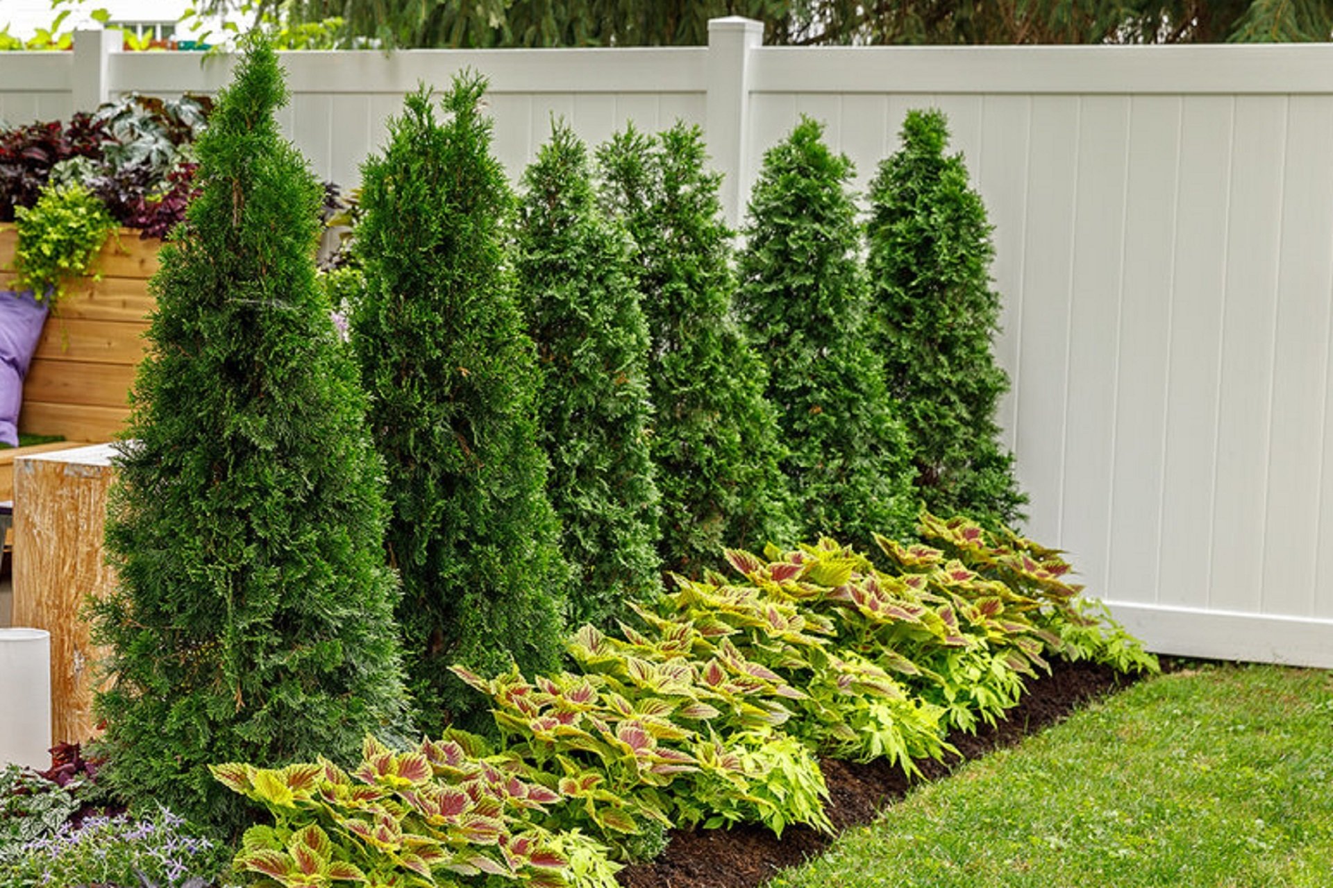 North Pole Arborvitae