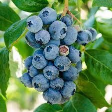 Fruit