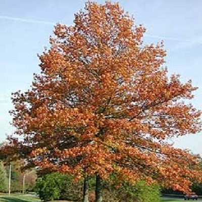 Northern Red Oak