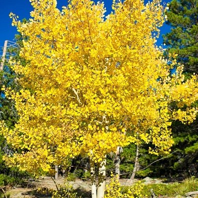 Quaking Aspen