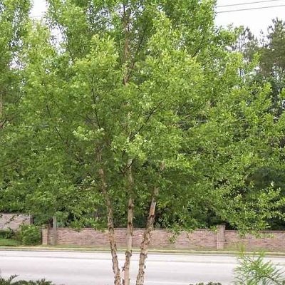 River Birch