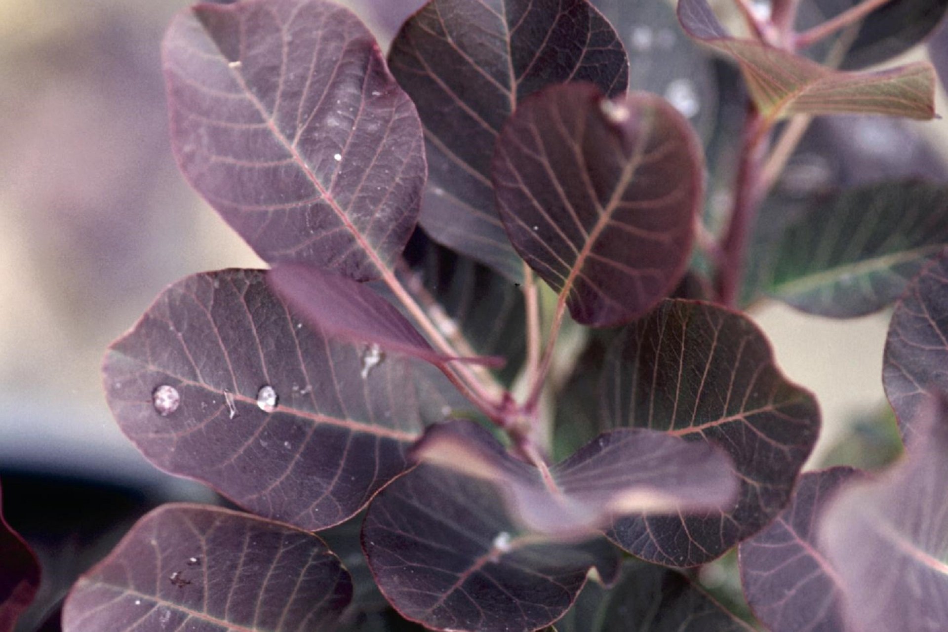 Royal Purple Smokebush